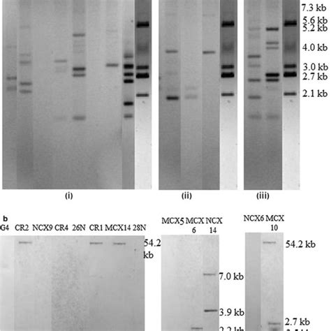 Interaction Of Ciprofloxacin In Ciprofloxacin Dna Gyrase Dna Ternary