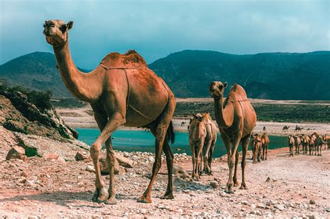 Oman Travel Guide Tips And Must Dos Before You Go