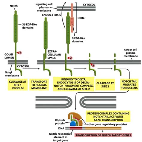 T Cell Development T Cell Activation Th Differentiation Flashcards