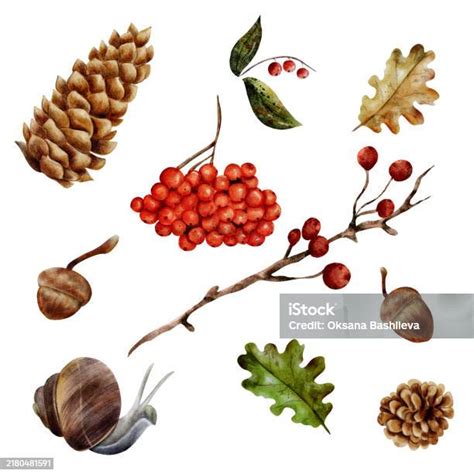 솔방울 마가목 도토리 나뭇가지 나뭇잎 달팽이 흰색 배경에 사실적인 스타일의 가을 요소 세트 손으로 그렸습니다 카드 초대장 디자인 가을에 대한 스톡 벡터 아트 및 기타 이미지