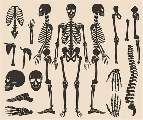 Premium Vector High Quality Detailed Set Of Bones Human Bones