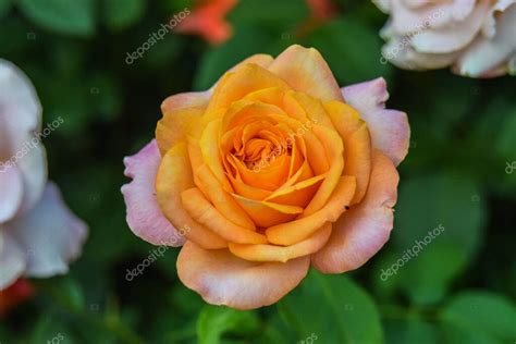 Hermosas rosas amarillas florecen en el jardín rosas amarillas en un arbusto en el jardín de