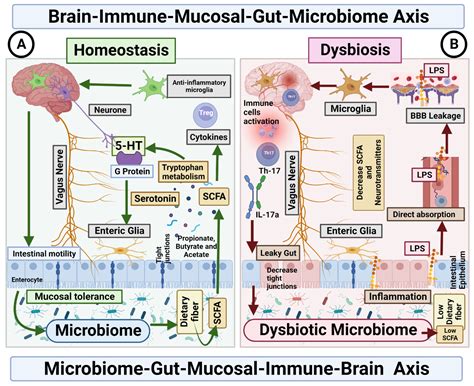 Microbiomegutmucosalimmunebrain Axis And Autism Spectrum Disorder Asd A Novel Proposal Of