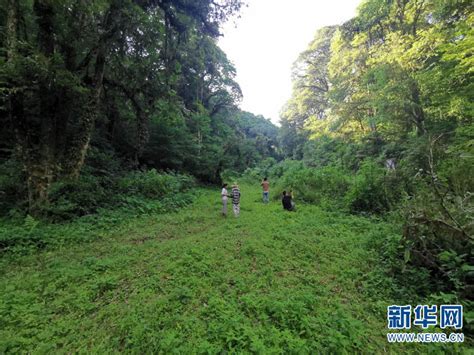 在云南马关的古林箐原始森林中享受“醉氧” 旅游 中原新闻网 站在对党和人民负责的高度做新闻