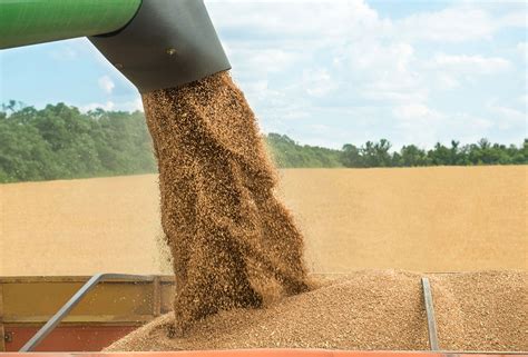 German Seed Alliance | Fields of Activities