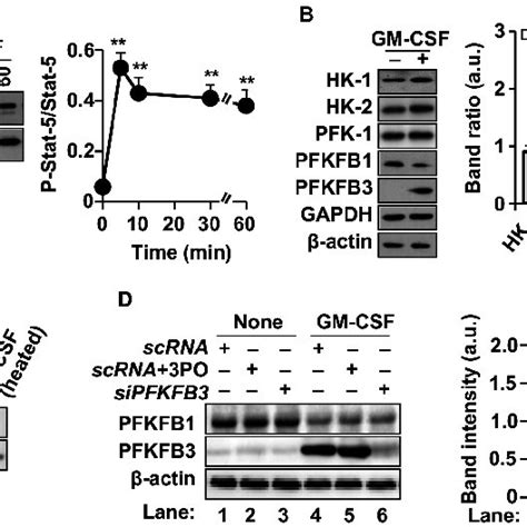 Pfkfb3 Mediates The Increase In 2d Glc Uptake In Human Macrophages