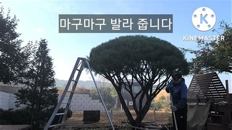 컨테이너하우스 꾸미기세컨하우스 전원주택 만들기 전망 컨테이너주택 Youtube