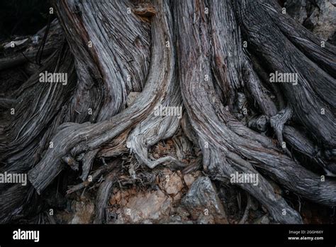 Big Tree Roots Above The Ground Stock Photo Alamy