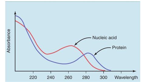 12 Typical Ultraviolet Absorbance Spectra Of Proteins And