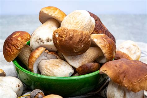 Jamur Hutan Mentah Segar Yang Dapat Dimakan Boletus Edulis Atau Jamur