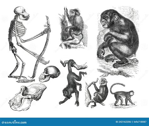Anatomy Of Apes Anatomy Illustration Of The Ape Collection Hand Drawn