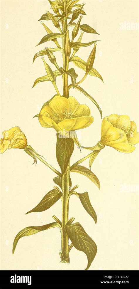 The Mutation Theory Experiments And Observations On The Origin Of