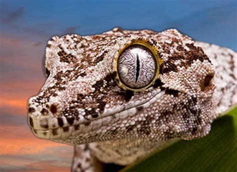 Gargoyle Gecko Setup Complete Habitat Kit