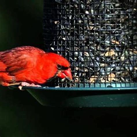 Do Cardinals Eat Black Oil Sunflower Seeds Diy Seattle