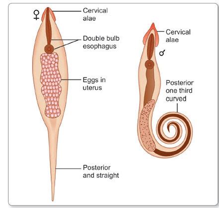 Enterobius Vermicularis Larvae