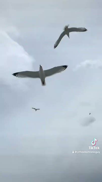 When Seagulls Attack Viral Birdattack Birdtok Trending Birdsofprey