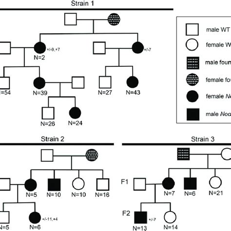 Schematic Diagram Of Nodal Gene Alleles Black Boxes Indicate Exons I