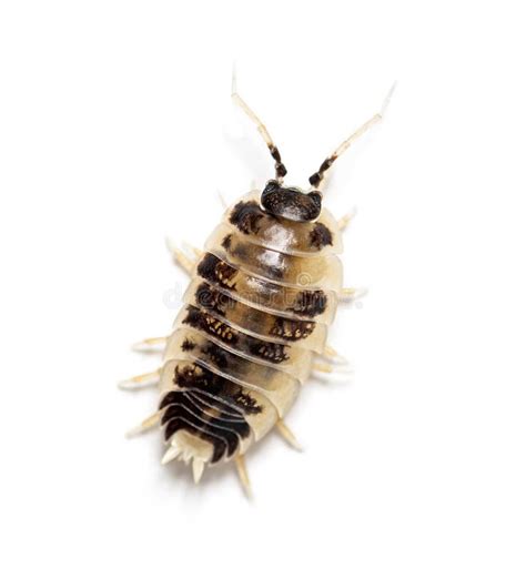 Dairy Cow Panda Isopod Woodlouse Porcellio Laevis Isolated On White