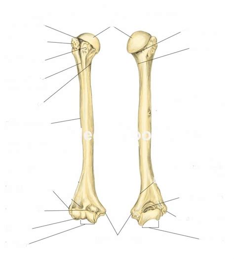 Right Humerus Diagram Quizlet