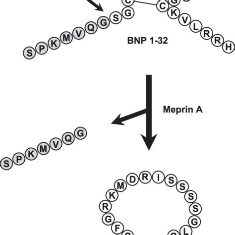 Schematic Showing Cleavage Of Bnp 1 32 To Bnp 8 32 By The Download