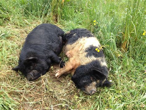 About Kunekunes The New Zealand Kunekune Association