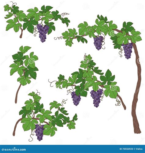 Ramas De La Uva Fijadas Ilustración Del Vector Ilustración De Ramita
