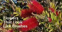 Crimson Bottlebrush Melaleuca Citrina Care Guide
