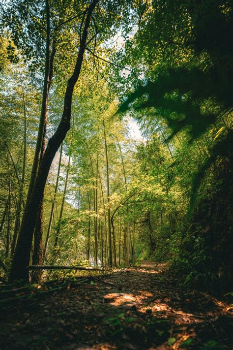 거친 걷는 길 경치 고요한 광야 그늘 길 나무 나무 캐노피 나뭇잎 녹색 높은 대나무 덤불 무성한 보도 산길 삼림지대 삼림테라피 세로 숲