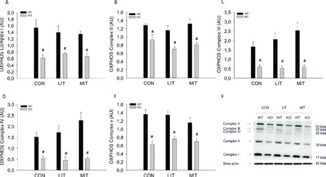A Oxphos Complex I Protein Content Au B Oxphos Complex Ii Protein