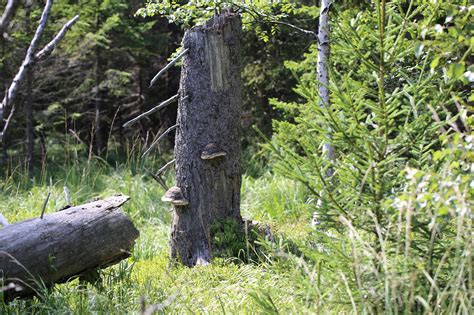 Dry Trunk Trees Free Photo On Pixabay Pixabay