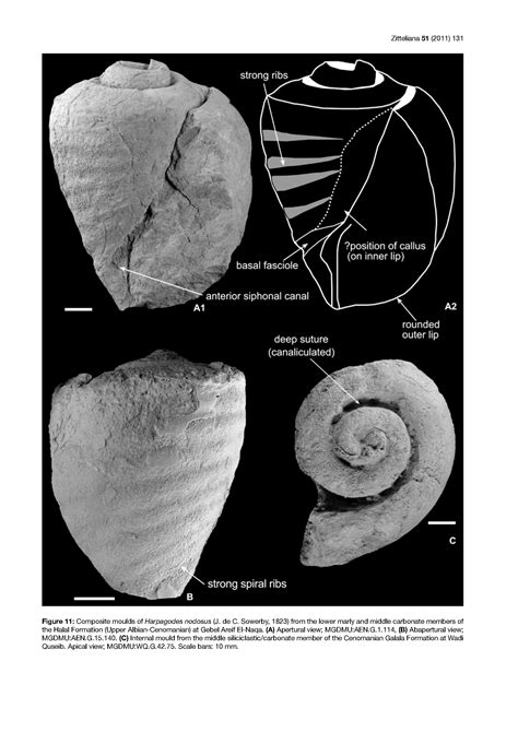 Trying To Identify These Gastropod Fossils Fossil Id The Fossil Forum