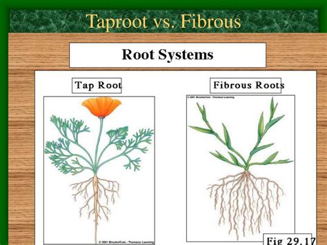 Fibrous Root Vs Taproot