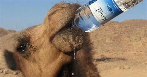 Yo Anyone Else Here Like To Drink Water Relieving My Electron