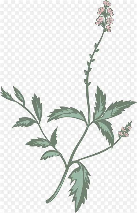 马鞭草花PNG图片素材下载 图片编号qxmwxray 免抠素材网