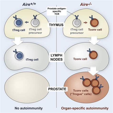 Aire Enforces Immune Tolerance By Directing Autoreactive T Cells Into The Regulatory T Cell