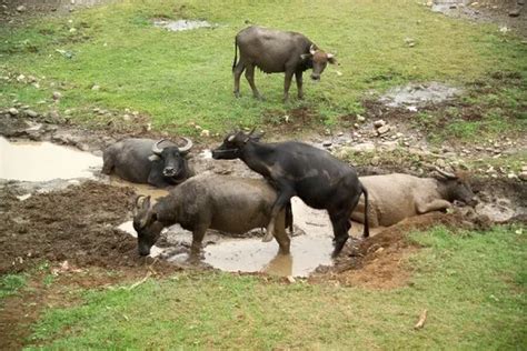 Water Buffalo Having Sex Our Beautiful Wall Art And Photo Ts Include