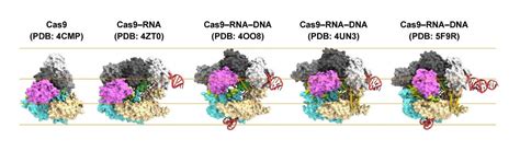 Figure Structures Of Cas IMAGE EurekAlert Science News Releases