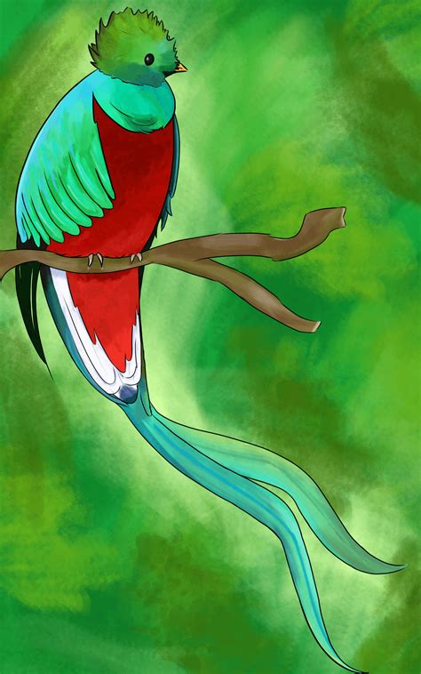 Resplendent Quetzal Drawing