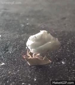 Bug Training On Make A GIF