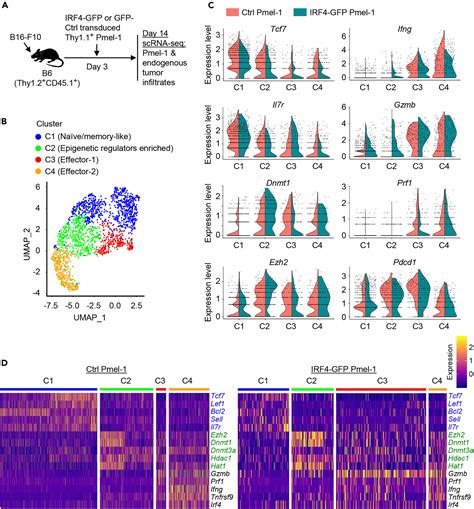 The Transcription Factor Irf4 Determines The Anti Tumor Immunity Of Cd8 T Cells Iscience