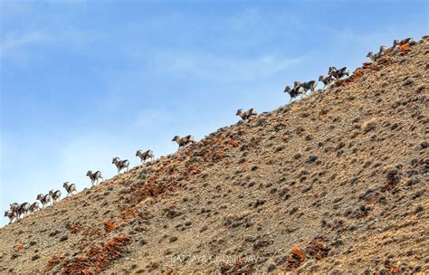 Batzaya Өглөөний мэнд Ховор сайхан амьтны зураг авчихаар бас л огшино шүүдээ Эх орноороо