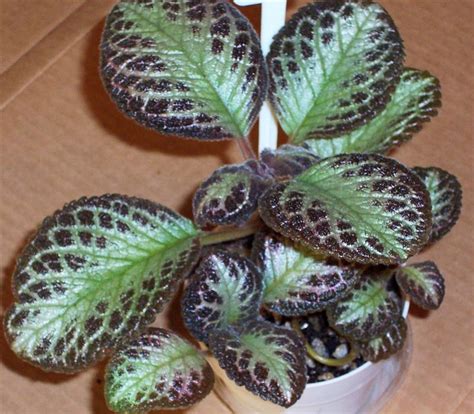 » Episcia ‘Thad’s Cheetah’