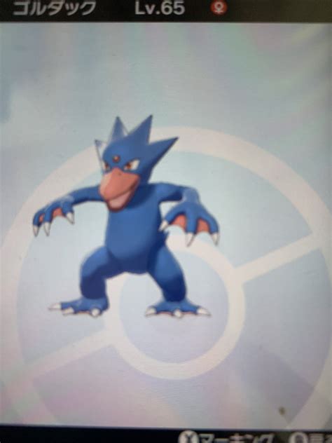 【ポケモンgo】ゴルダックの色違い、 入手方法と実装状況 攻略大百科