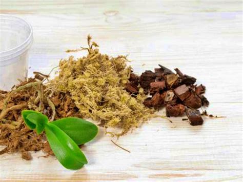 Sustratos para orquídeas que tipos hay y cómo hacer sustrato casero
