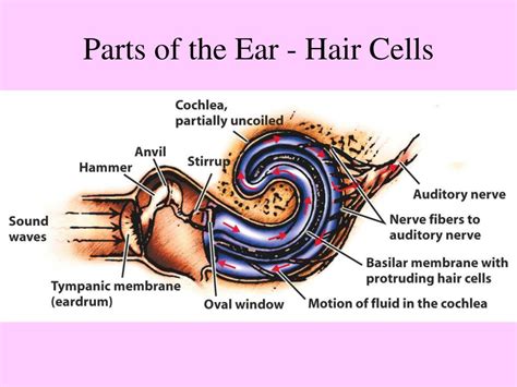 Ppt Hearing How Do We Hear Powerpoint Presentation Free Download