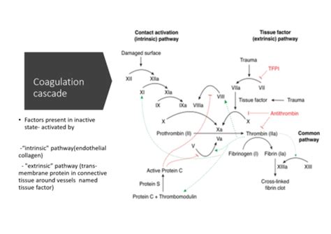 Coagulation Normal And Abnormal Flashcards Quizlet