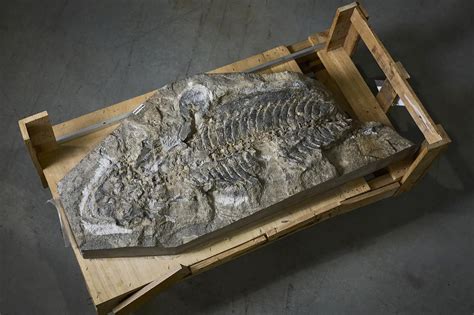 240 Million Year Old Giant Amphibian Discovered In Retaining Wall