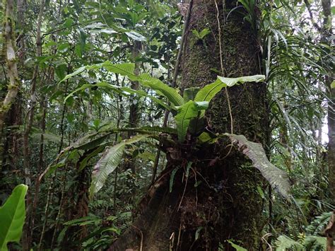 Microsorum Congregatifolium Polypodiaceae