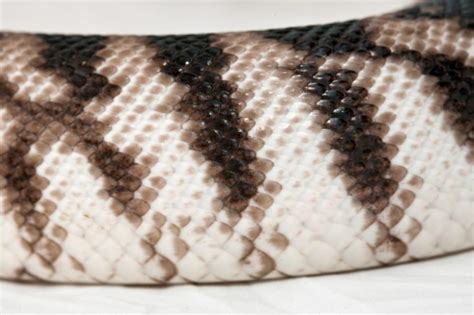 Blackheaded Python Collection Splitrock Reptiles