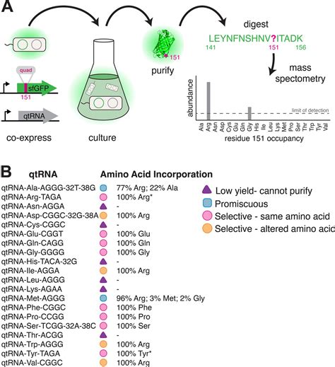Measuring The Tolerance Of The Genetic Code To Altered Codon Size Elife